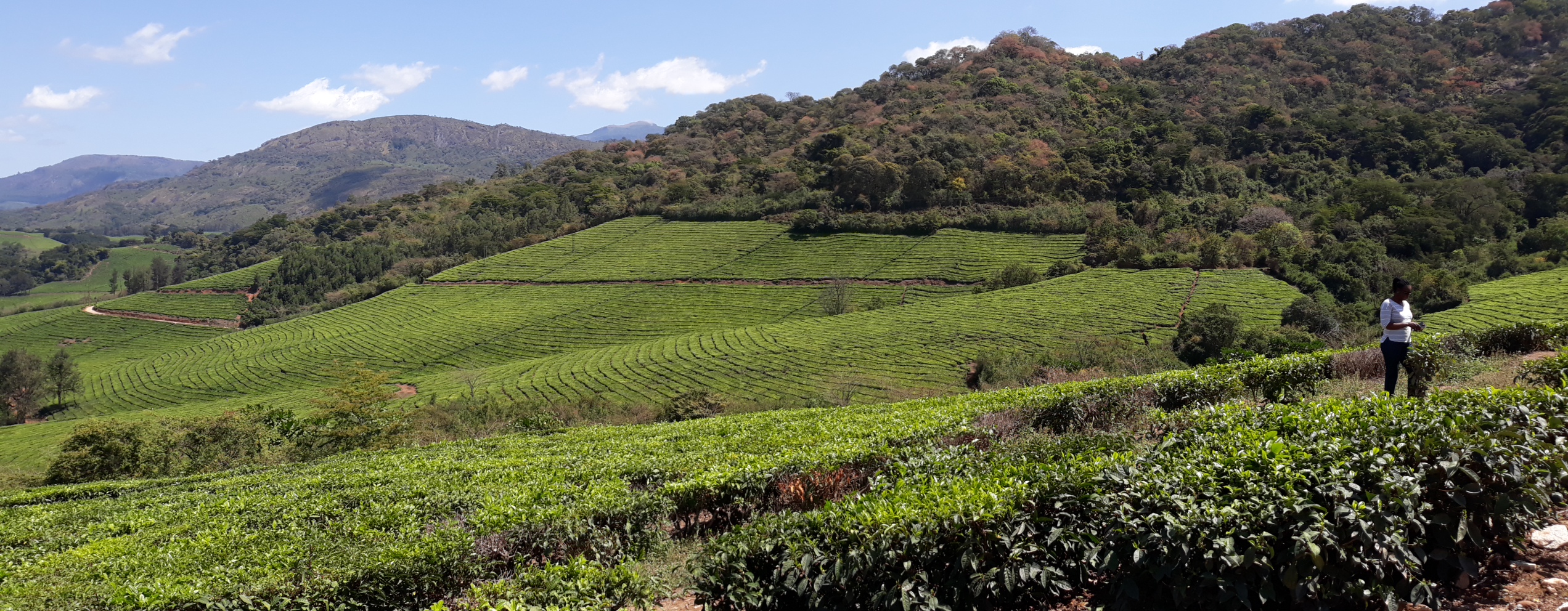 ENJOYING HONDE VALLEY