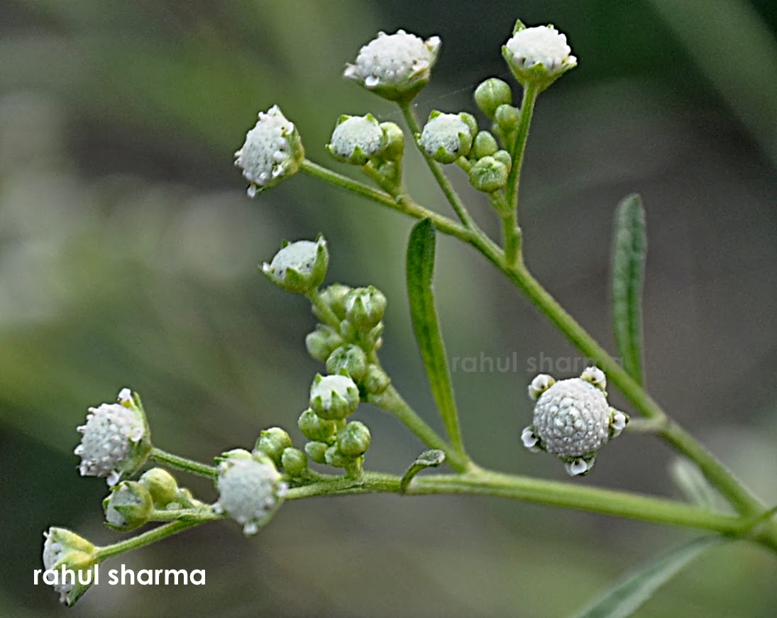 Parthenium hysterophorus (congress grass) ~ Wild Flora Of Dwarka