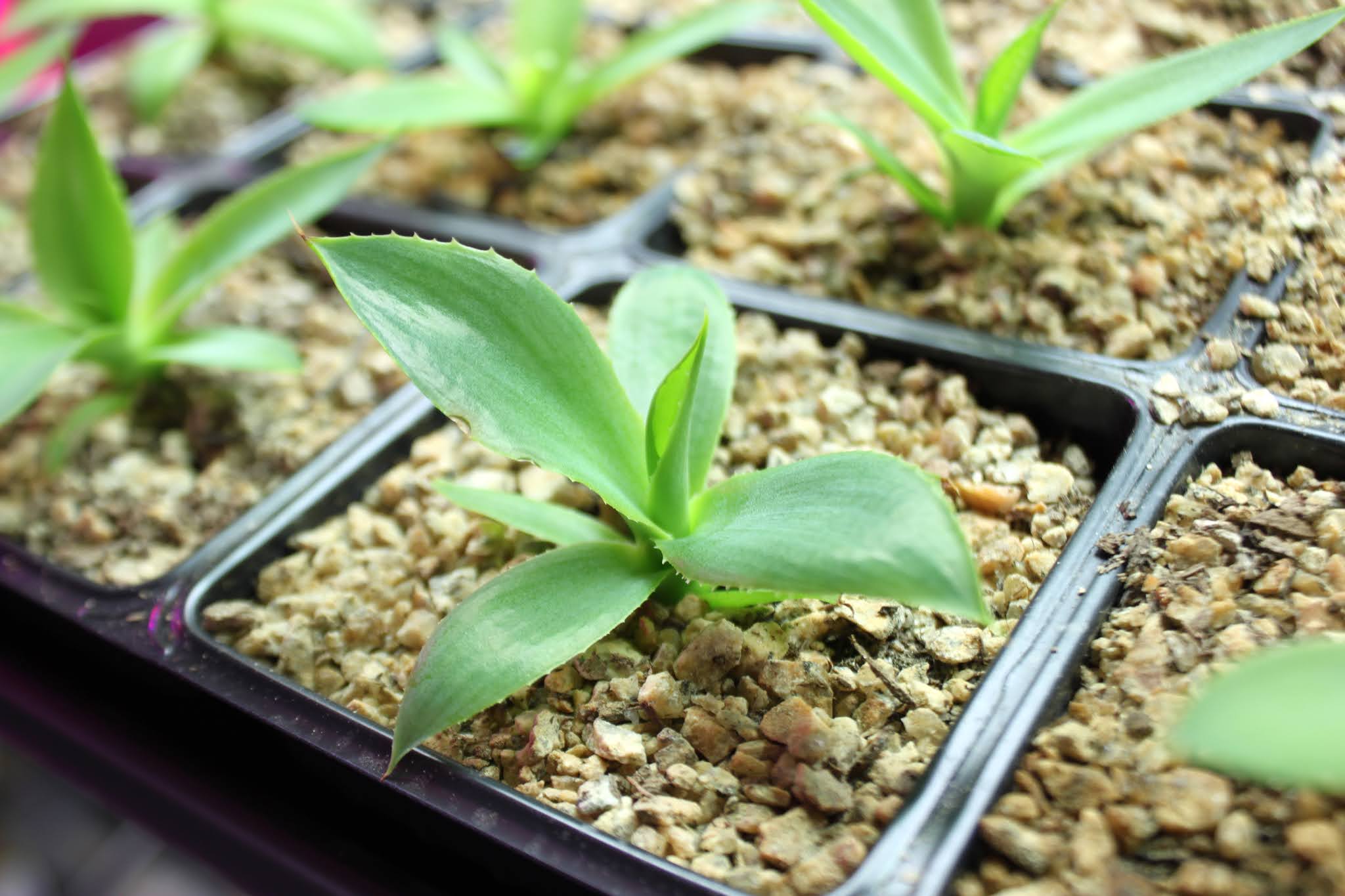 Aloe and Agave Seedlings in the Grow Tent