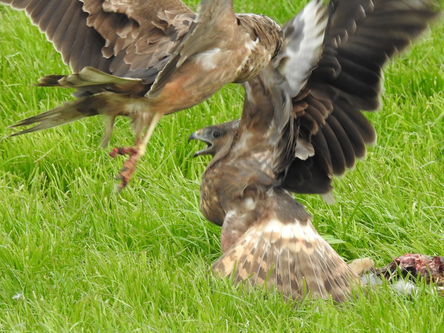 photographing New Zealand: Harrier Hawk