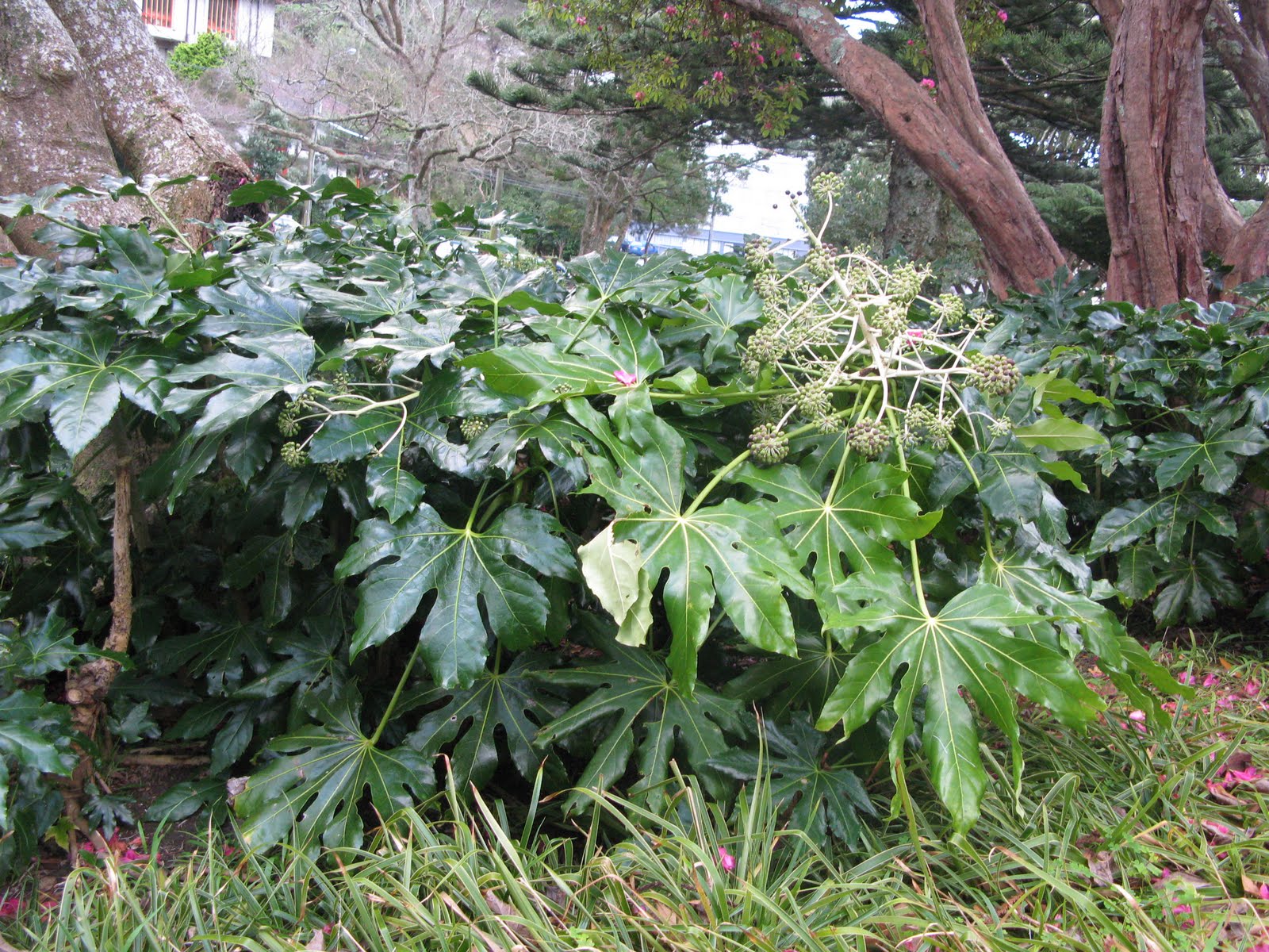 Wood plant blog: Fatsia japonica