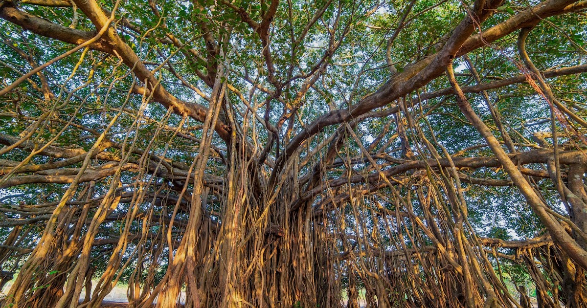 The Banyan Tree Company