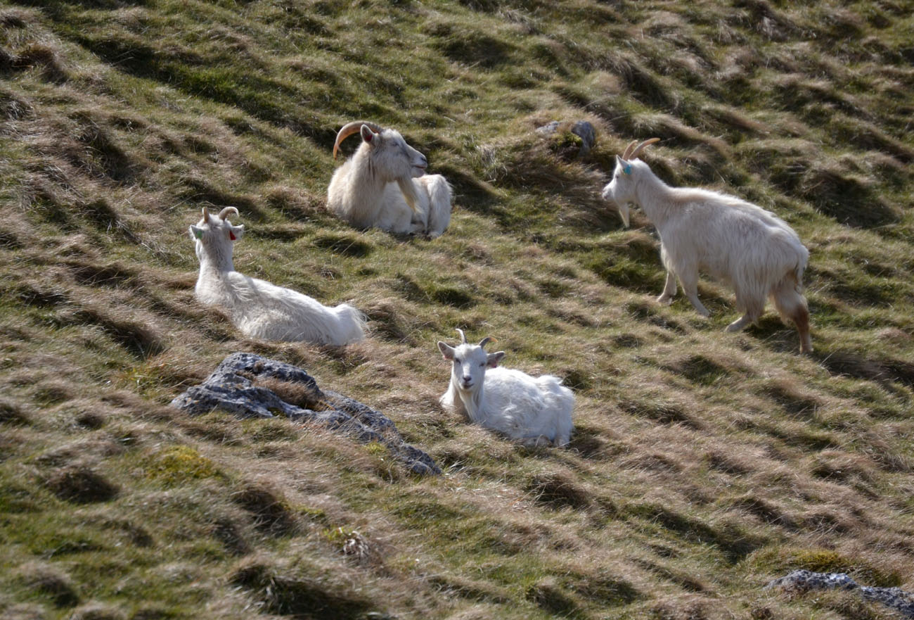 Woods Walks and Wildlife: April 2013