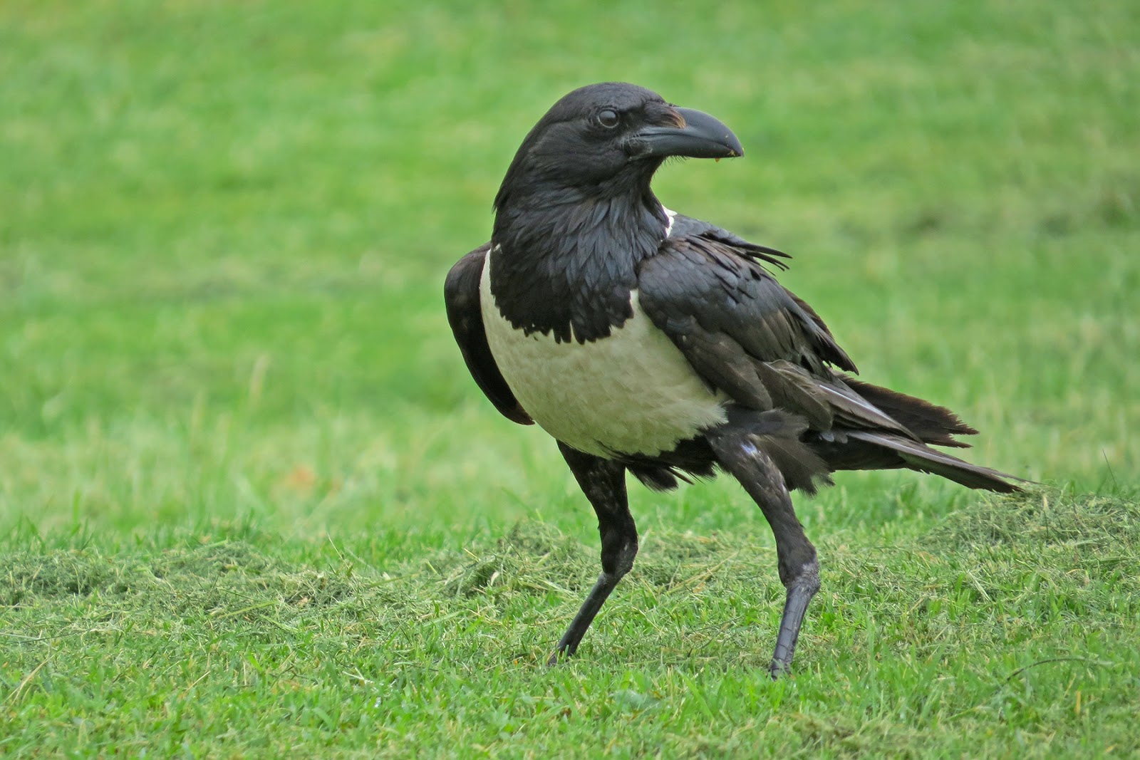 Bird Guide: South Africa 2016 - Trip Report Part 1