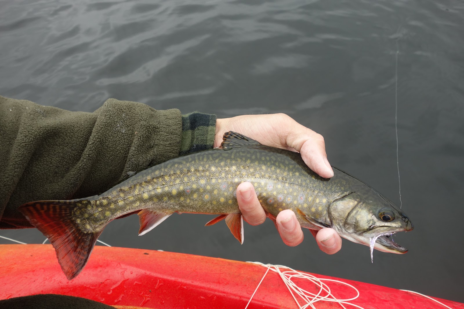 Connecticut Fly Angler: Search for the Elusive Blueback Trout (Pt. 2)