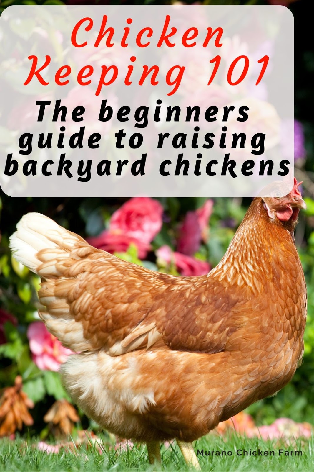 Chicken keeping for beginners - Murano Chicken Farm