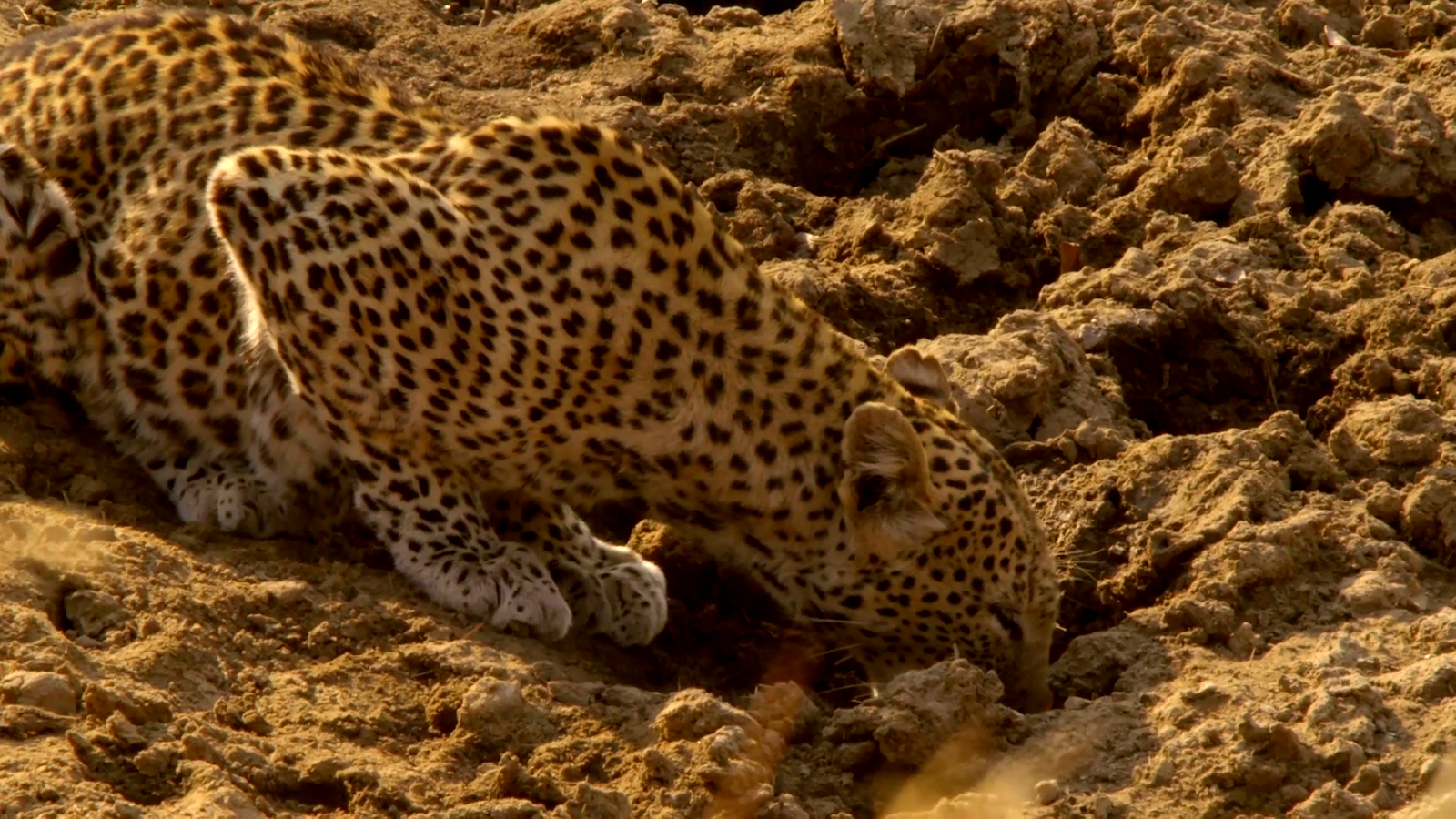 Asadal: Africa's Hunters Series 1: The Hungry Leopard 1/6 (2015)