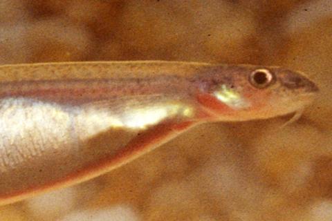 Candiru / Canero - The Vampire Fish (Ikan paling ditakuti melebihi ...