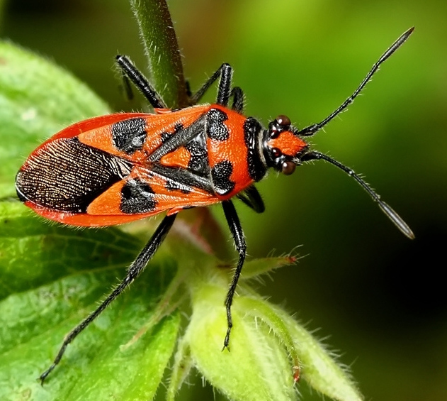 JJ's Photographic nature blog: Survival of the fittest...