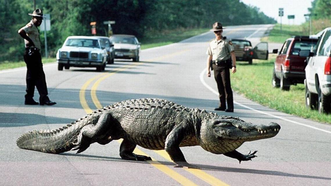 El aligator americano: el lagarto.