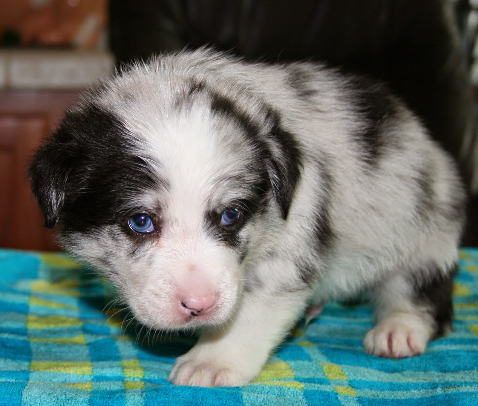 Sadie Bug's Pembroke Welsh Corgi Puppies: Auggie Puppies!!!