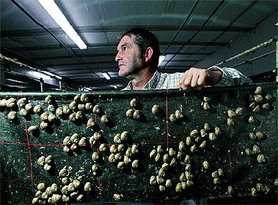 Snail Farming: Snail farming: pros and cons of the business