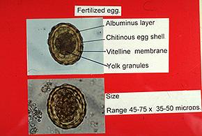 biological helmint: helmint