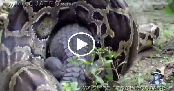 Huge Python Eating Crocodile