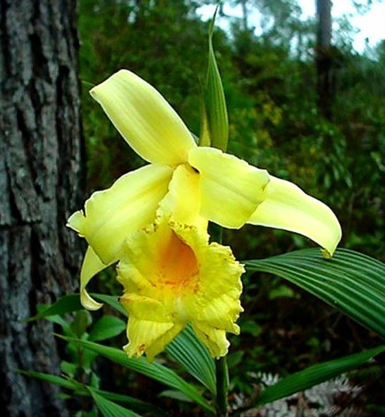 ORQUIDEAS MEXICANAS: Sobralia xantholeuca
