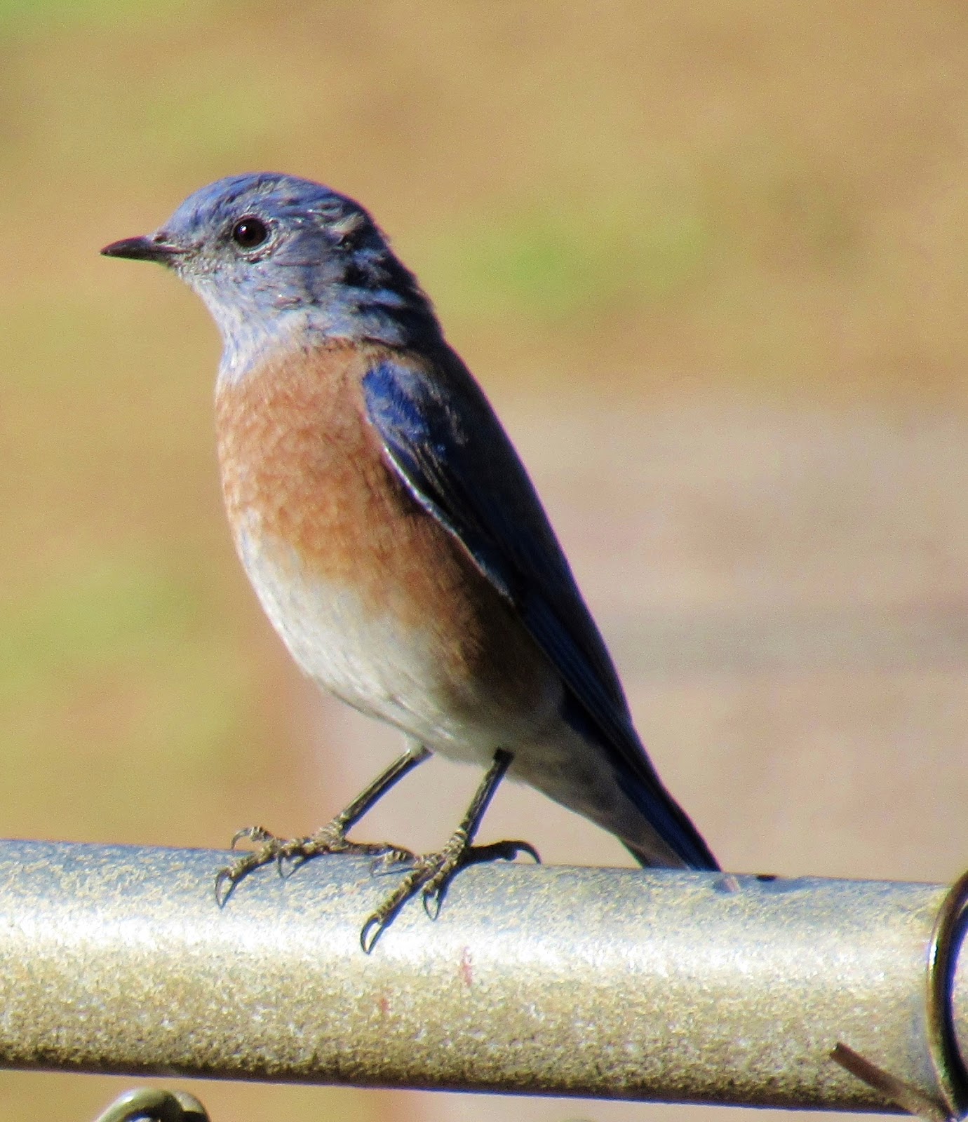 Western Bluebird Female