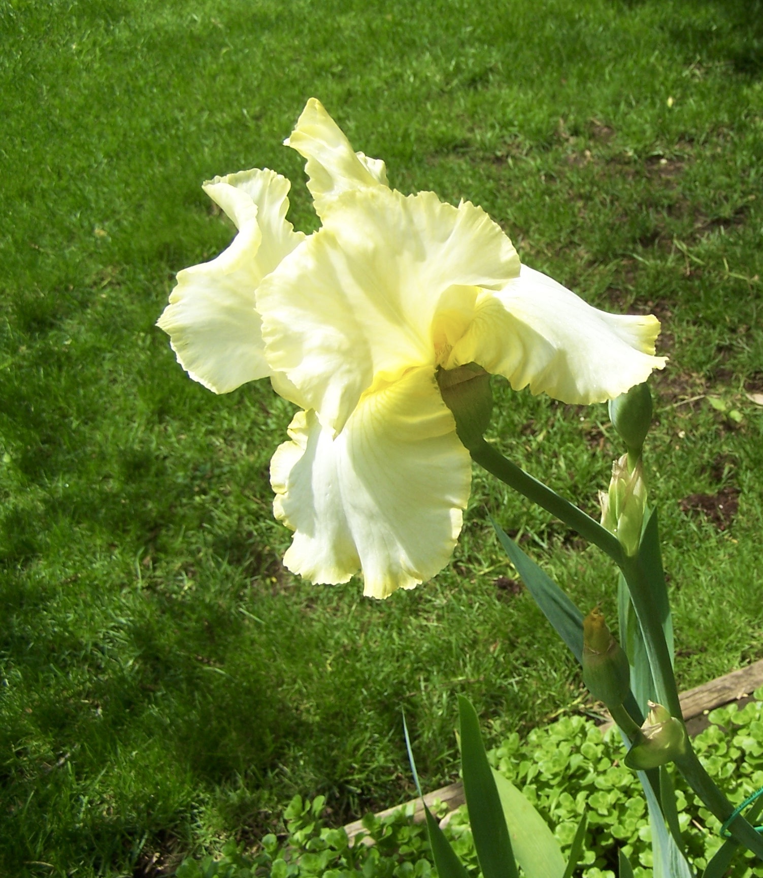Somethings Old, New, Green, Redo!: Midwest Gardening 2021: IRIS ...