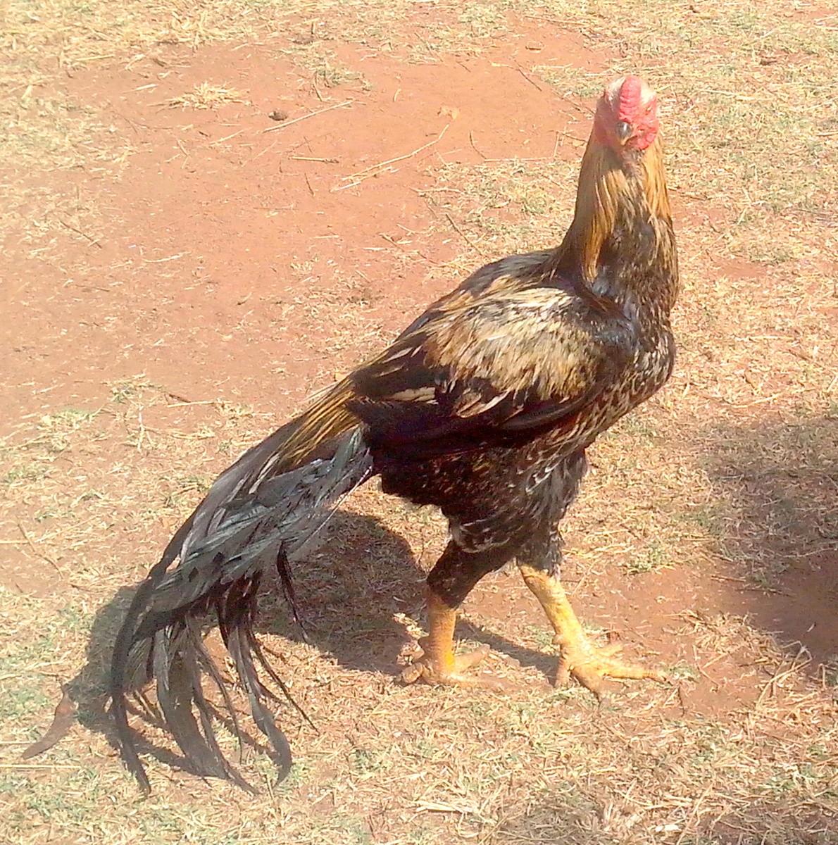 TAMILNADU ASEEL: MY ASEELS