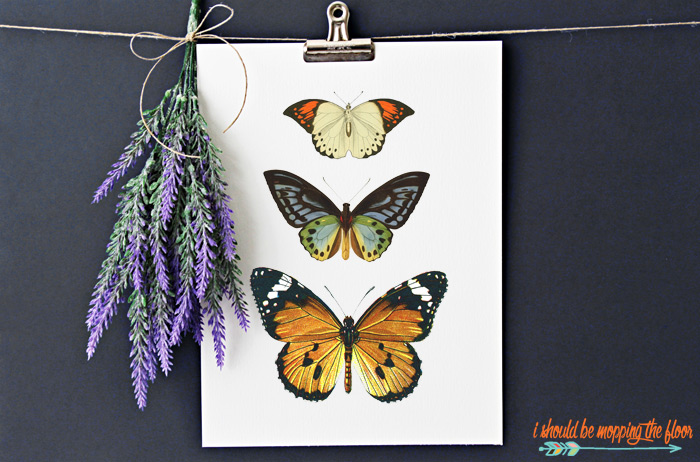 Free Butterfly Printable | i should be mopping the floor