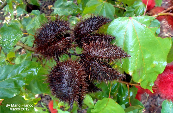 Meu Cantinho Verde: URUCUM, COLORAU - ( Bixa orellana )