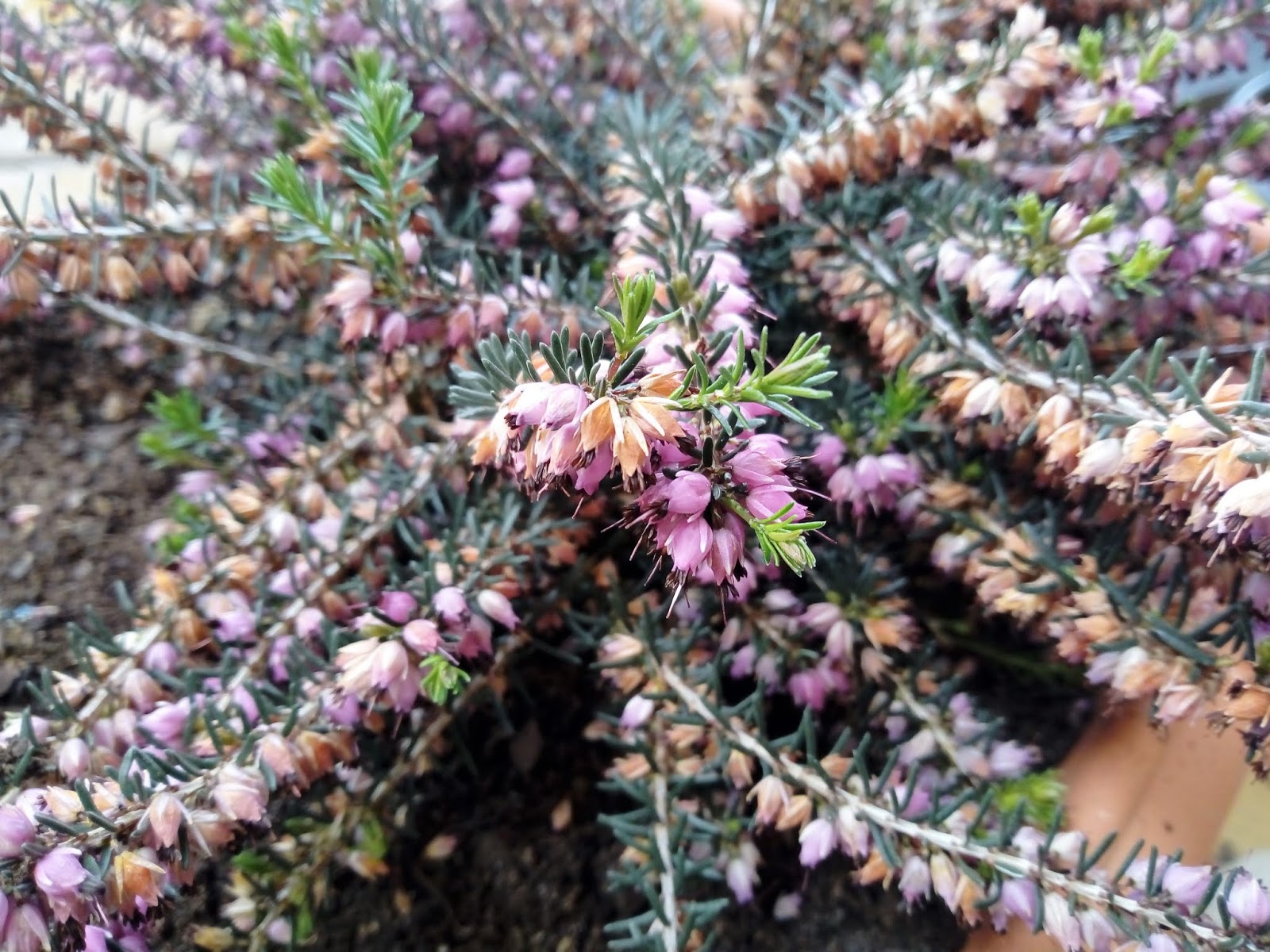 Biosfera vegetal.: Brezo rosado (Erica x darleyensis).