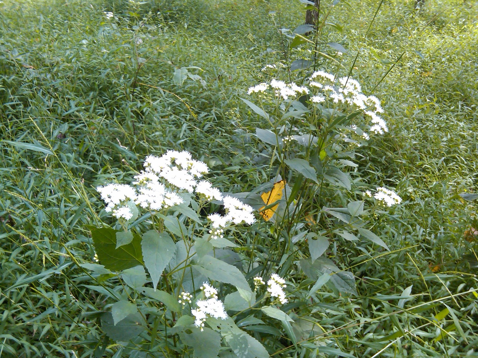 Backyard Birding...And Beyond: A Walk Among the Autumn Weeds