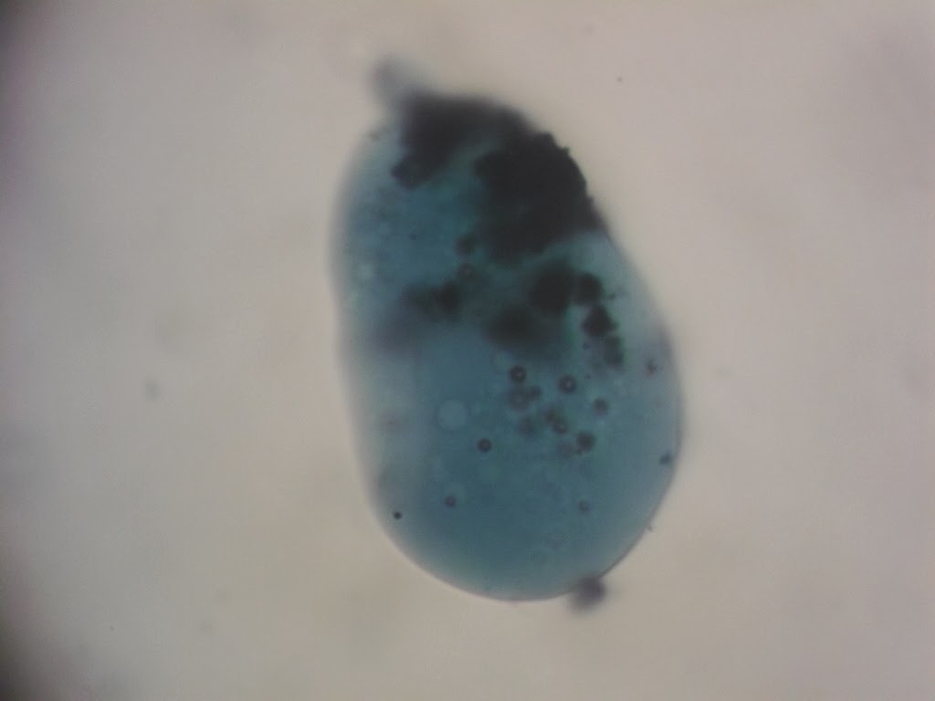 Ourlad's Paradigm: Division Chlorophyta