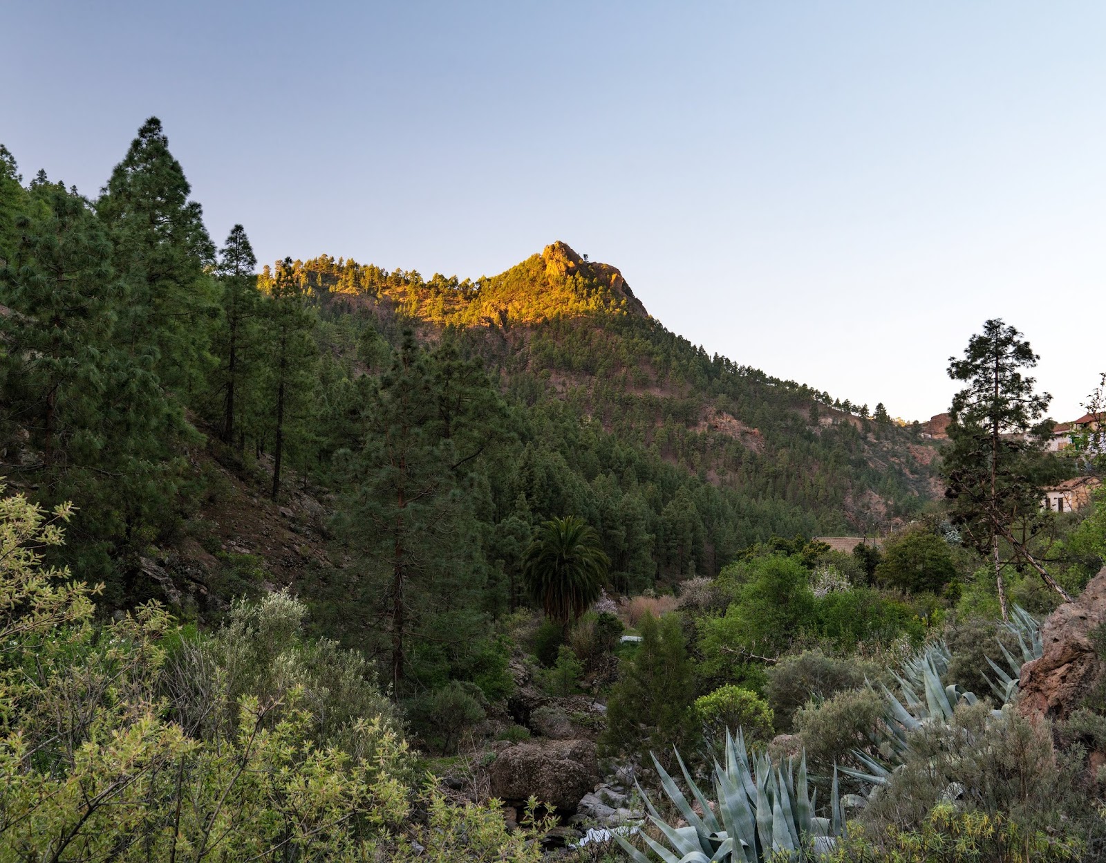 Wandern auf Gran Canaria – Von El Juncal ins Naturschutzgebiet Pajonales