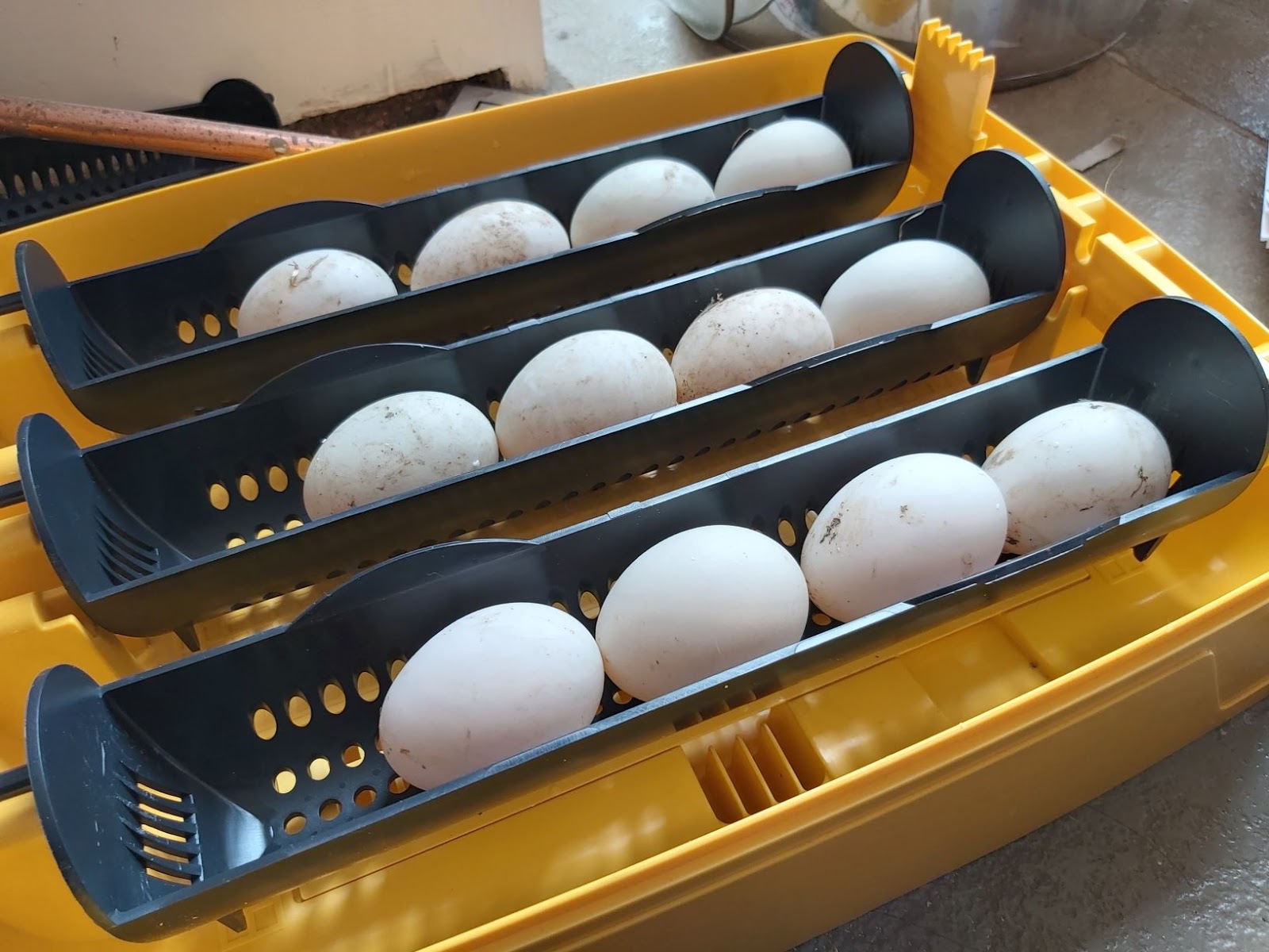 An English Homestead: Duck Eggs In The Incubator