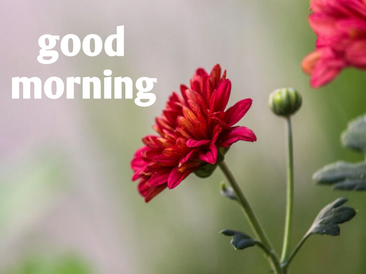 50+ good morning images download | free themes
