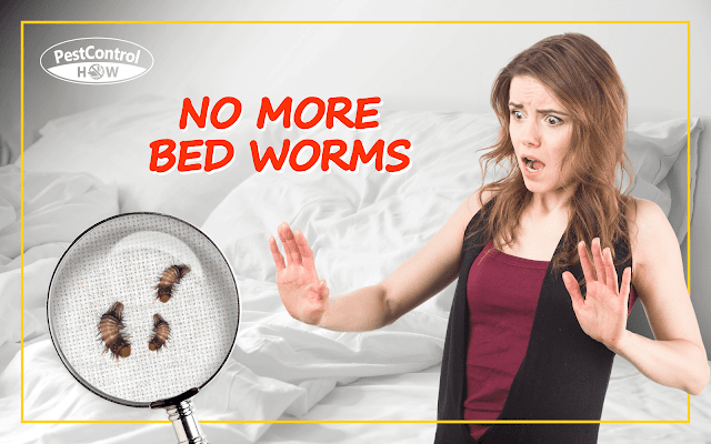 How to Get Rid of Bed Worms? (Everything you need to know)
