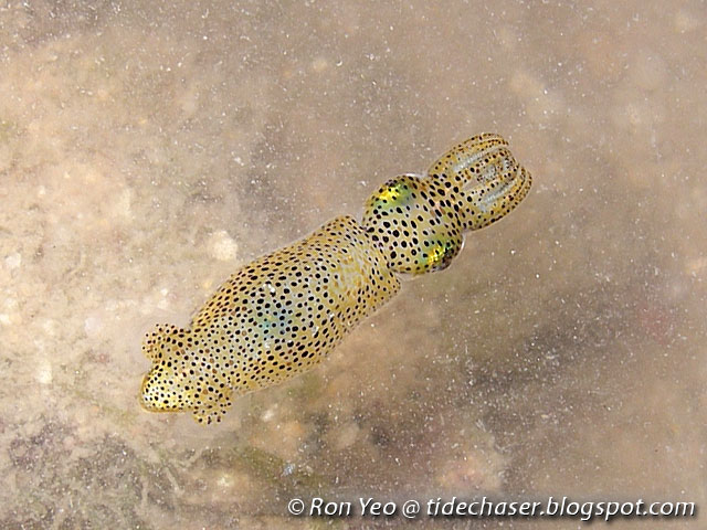 tHE tiDE cHAsER: Cephalopods (Phyllum Mollusca: Class Cephalopoda) of ...