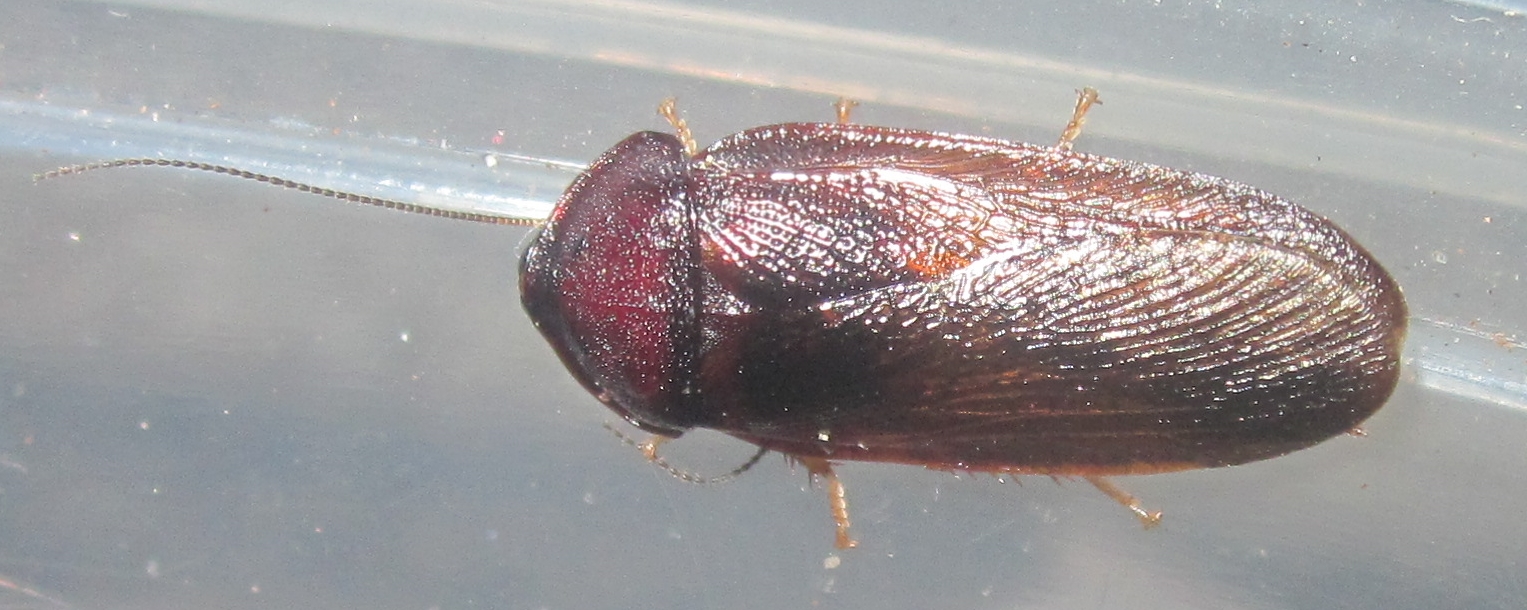 Invertebrate Dude: Perisphaerus punctatus: New Roly Poly Roaches!!!