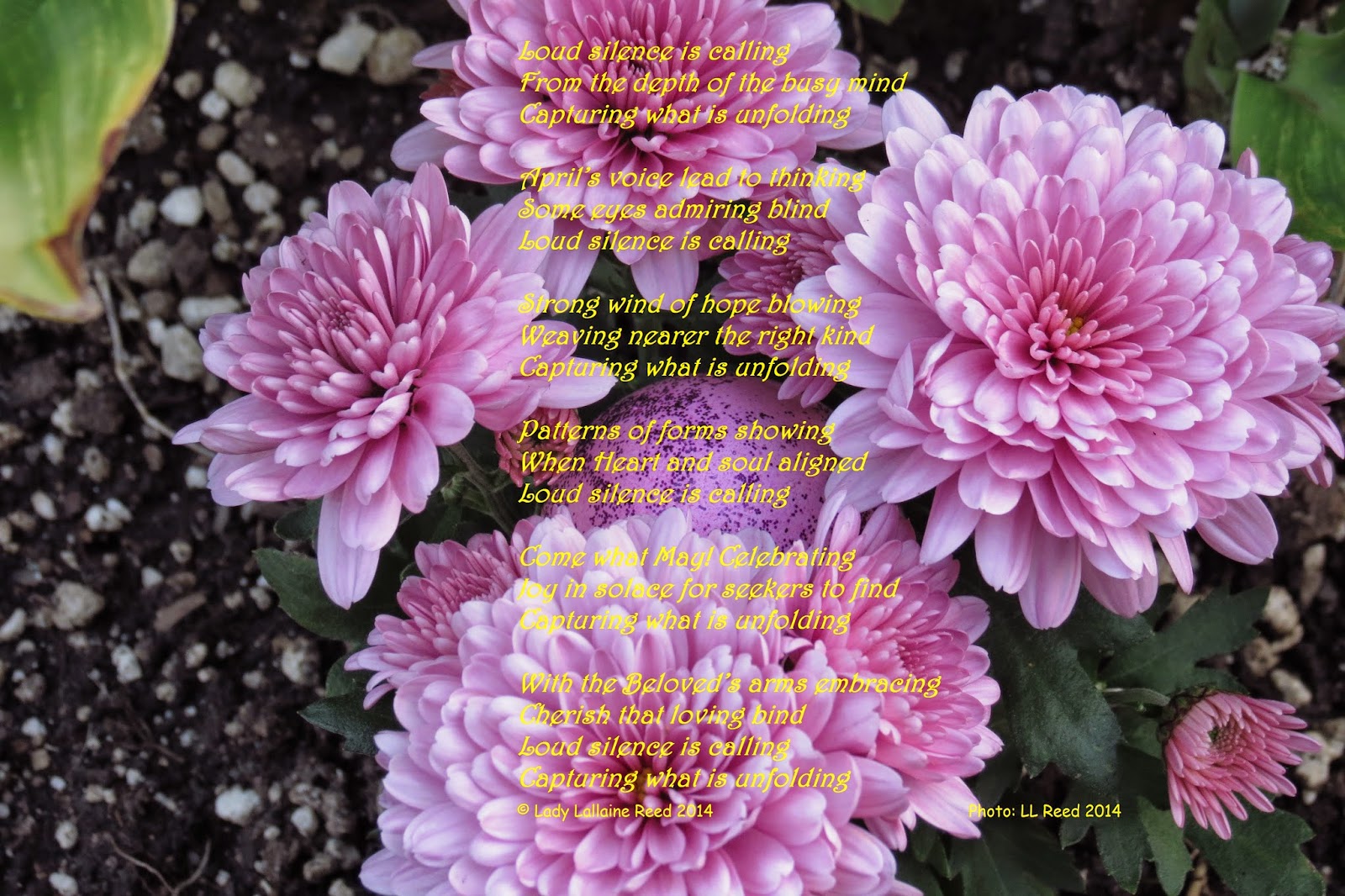 Lady Lallaine Reed's Positive