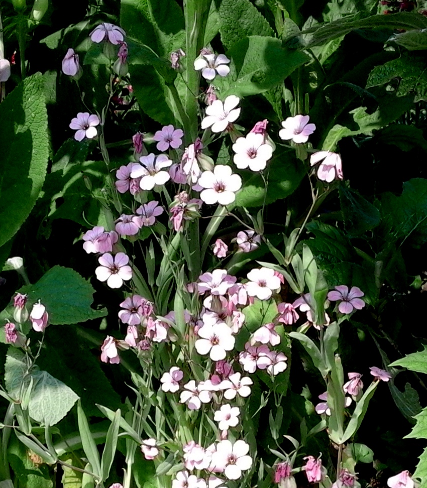 Jardin à Welekete: Vaccaria hispanica