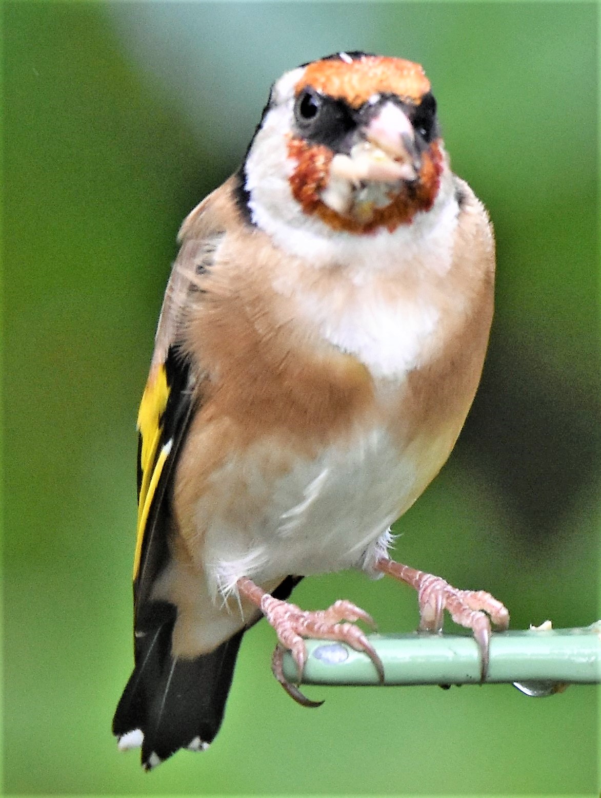 Andrew Robin photography.: Goldfinch.