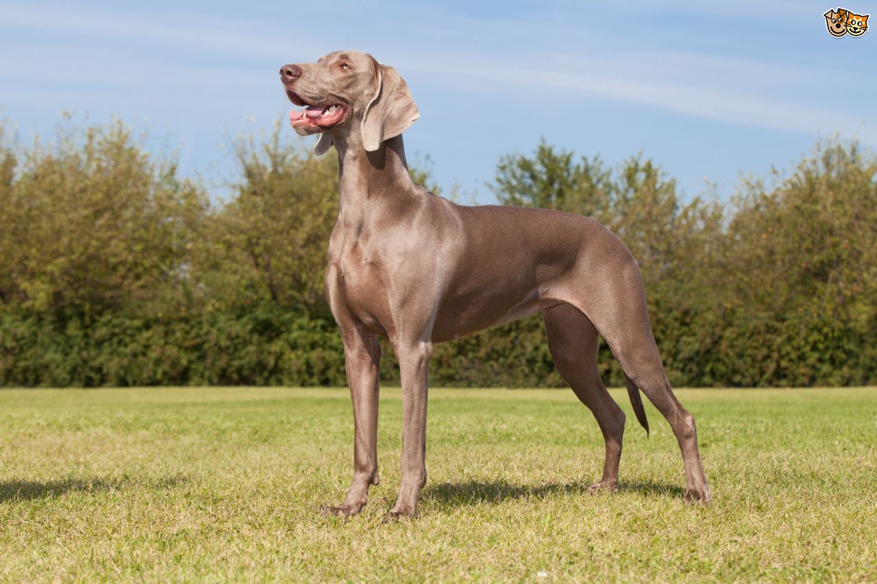 EADD TV / VIDEO CHANNEL: BRACO DE WEIMAR O #WEIMARANER - Historia ...