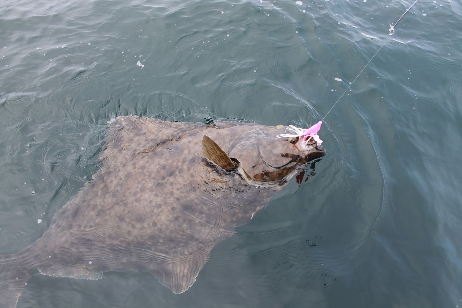 What’s Adventurous About Seward Alaska Halibut Fishing? Read Here To Know!