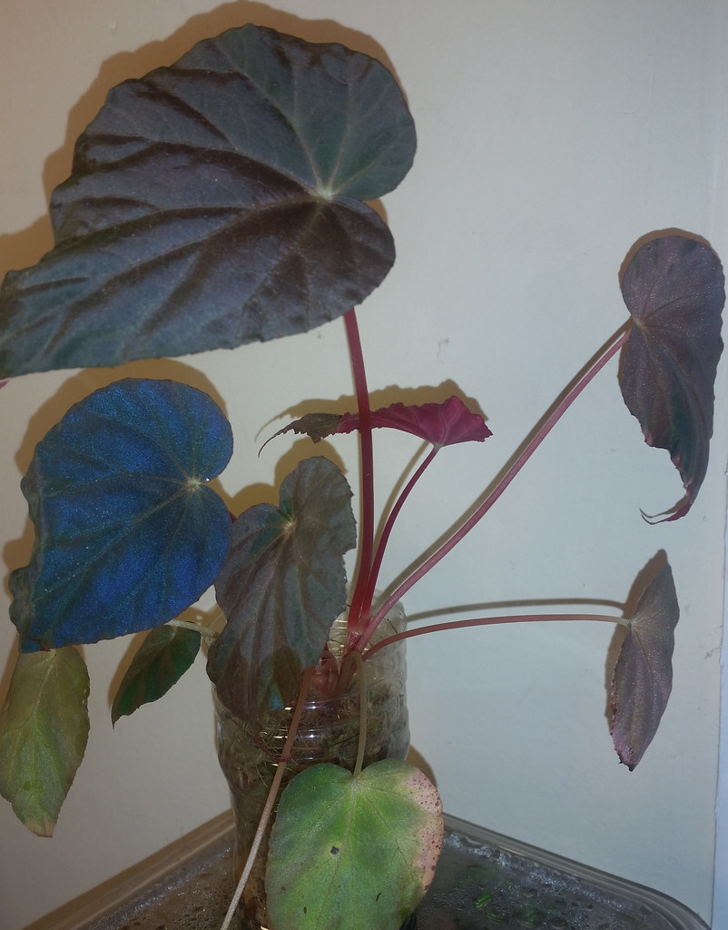 Begonia pavonina - Peacock begonia care and culture | Travaldo's blog