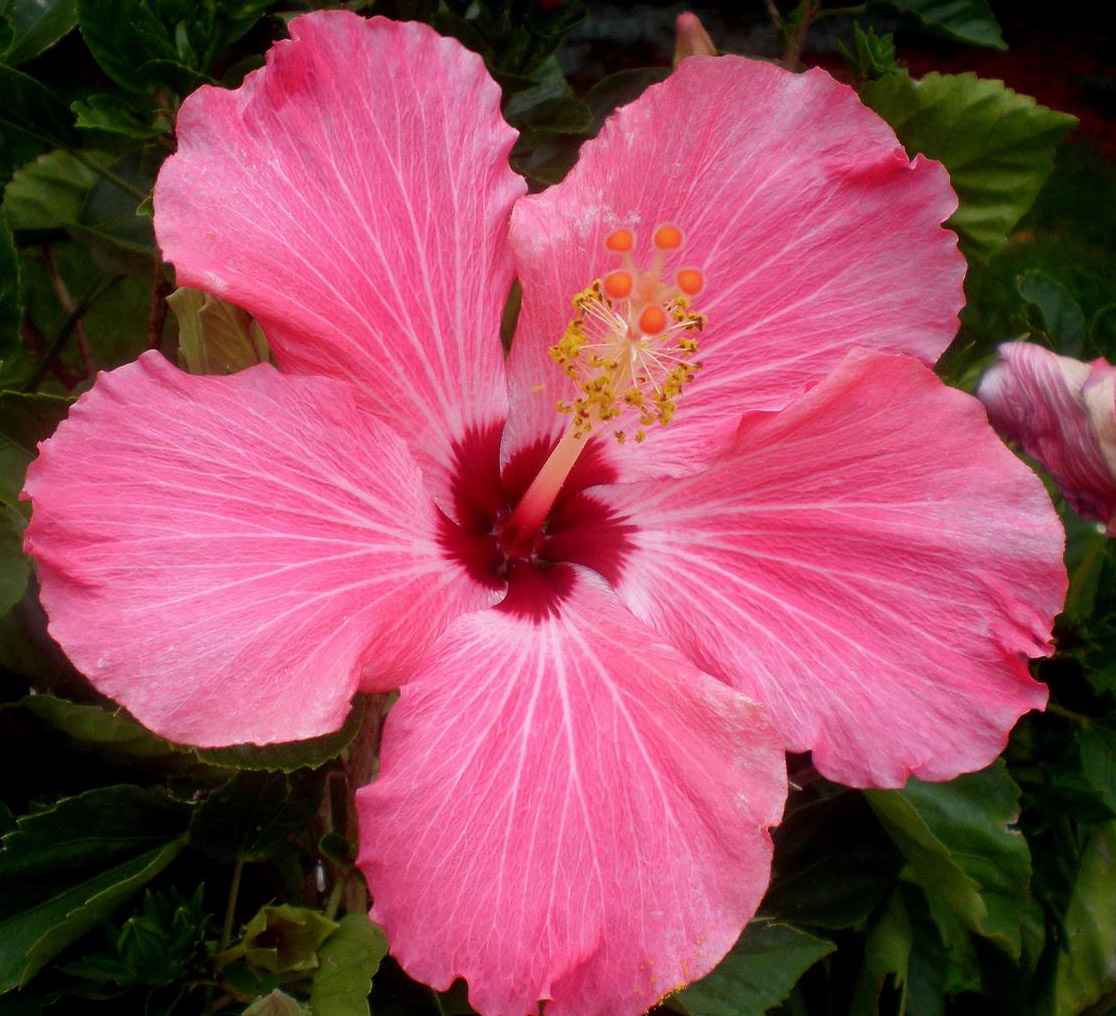 Beautiful Hibiscus Flower, Hibiscus Flower Gallery, Hibiscus Flower ...