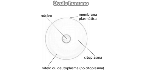 Blog de Biologia: Óvulo - Desenho para colorir e imprimir