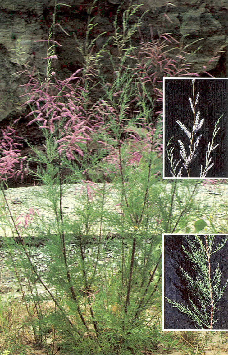 Living Rootless: New Mexico: The Water-Sucking Soldiers