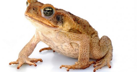 El Arte de la Estrategia: La carrera de los sapos