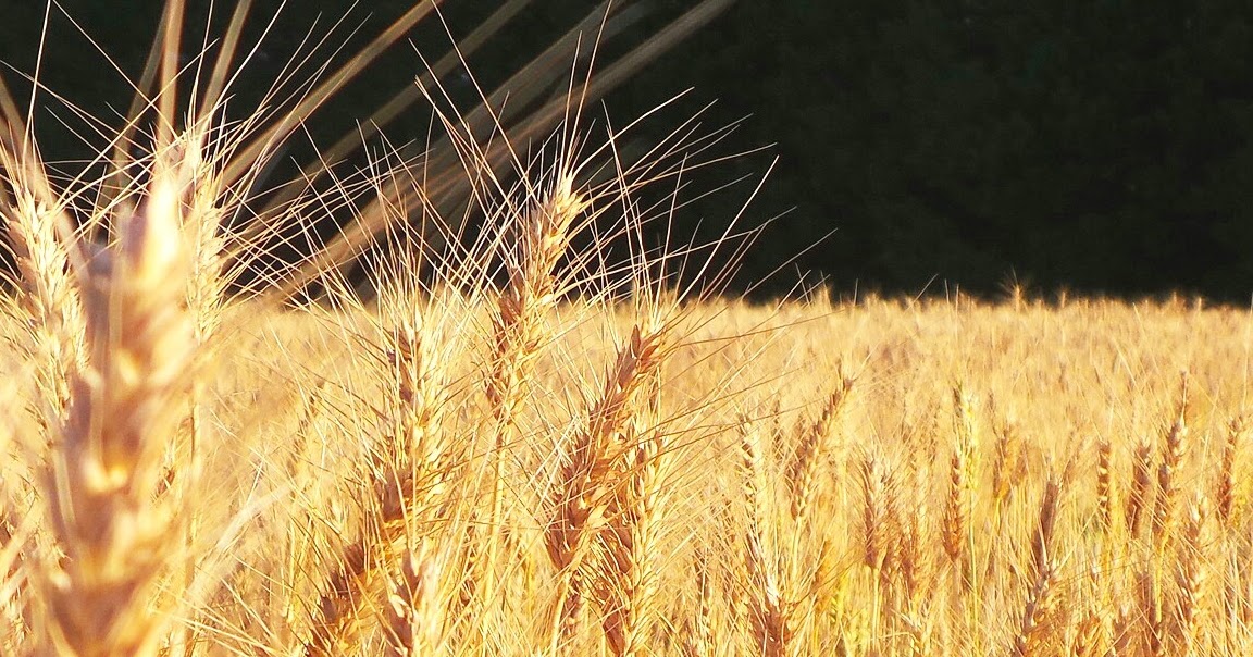 The Dangers of Altering the Natural Process of Nature