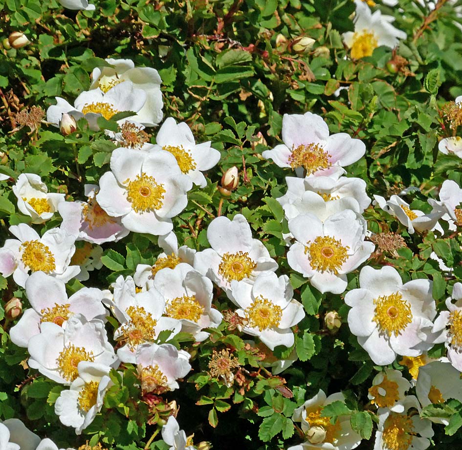 CABINET OF CURIOSITIES: Wild roses