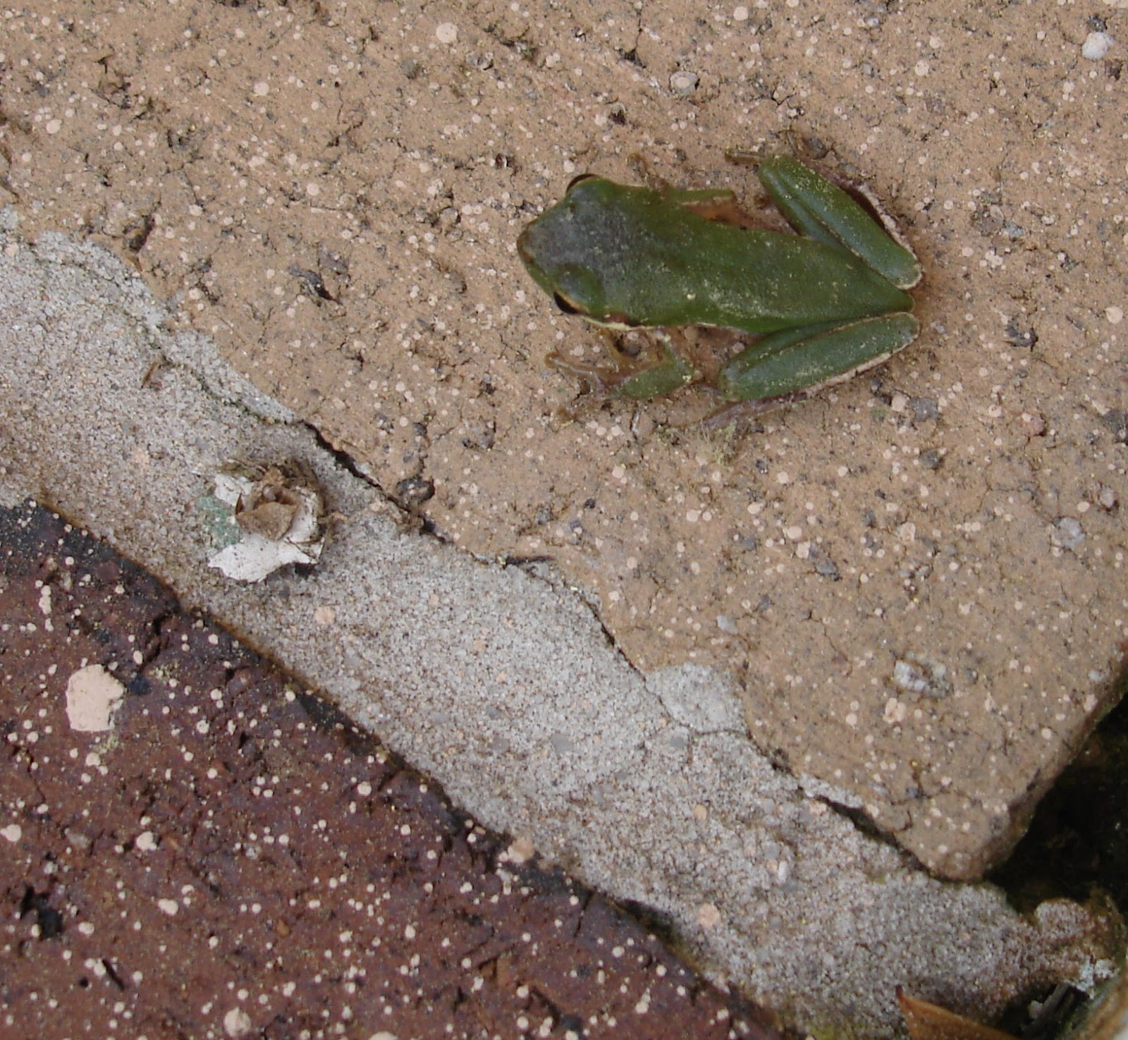 Blue Starr Gallery: Gigging For Frogs