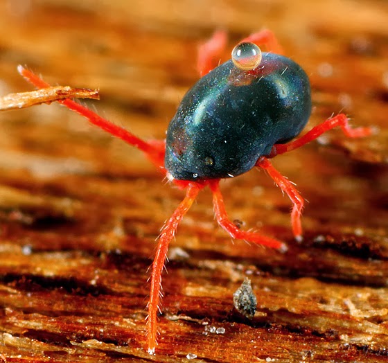 Catalogue of Organisms: The Eupodoidea: Earth Mites and Silk-weaving Mites