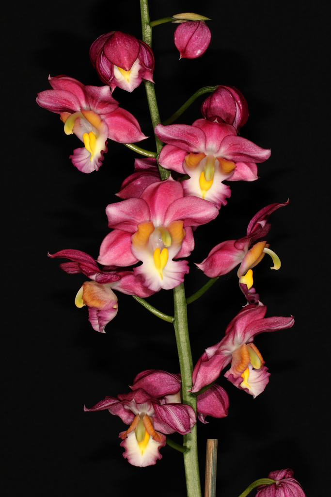 Acine orhideje info: Phaius