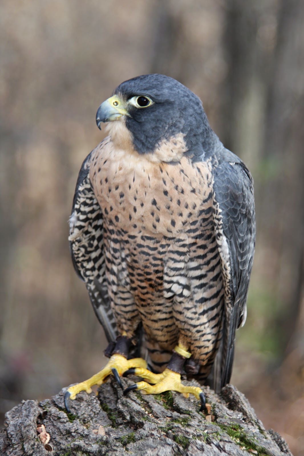 World Bird Sanctuary: Millenium