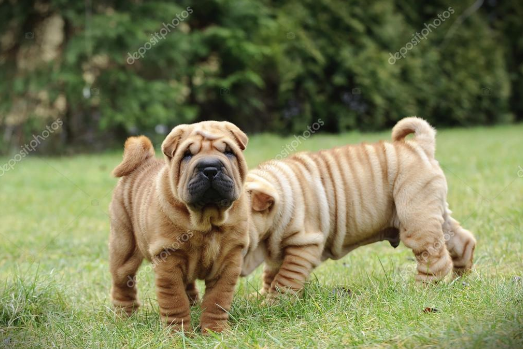 SHAR PEI - El perro acordeón - · Puro Perros